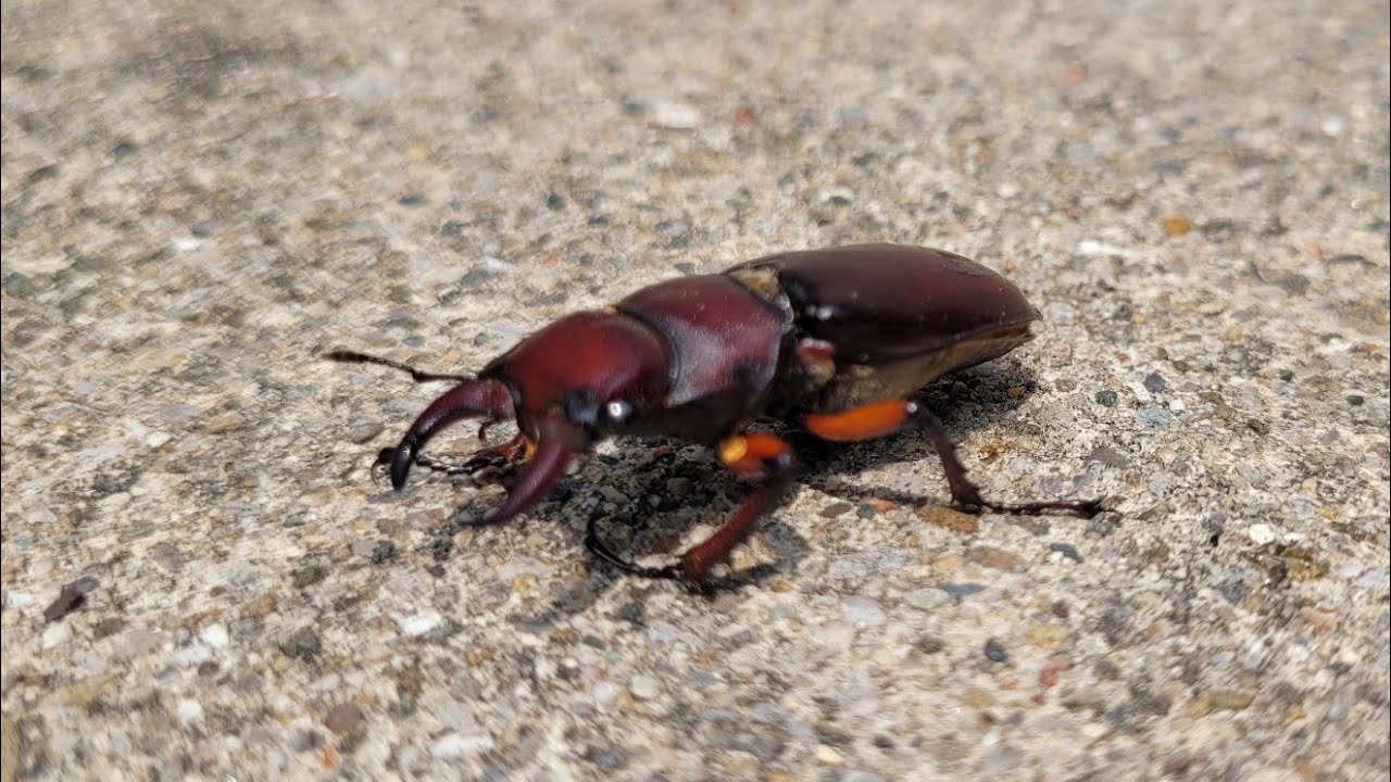 I built an enclosure for a stag beetle! - YouTube