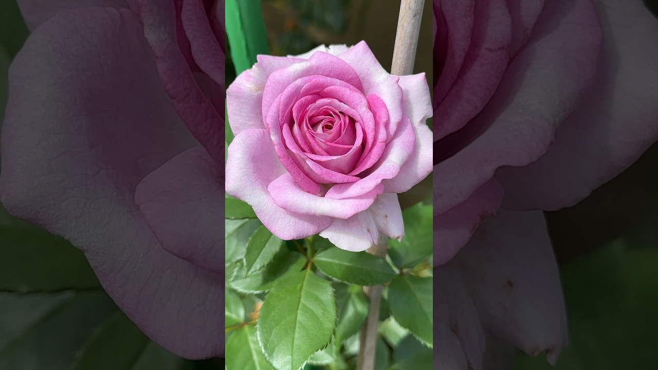 The most beautiful purple rose, the Violet’s Pride Rose #rose # ...