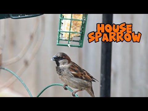 HOUSE SPARROW EATING SUET DOUGH - YouTube