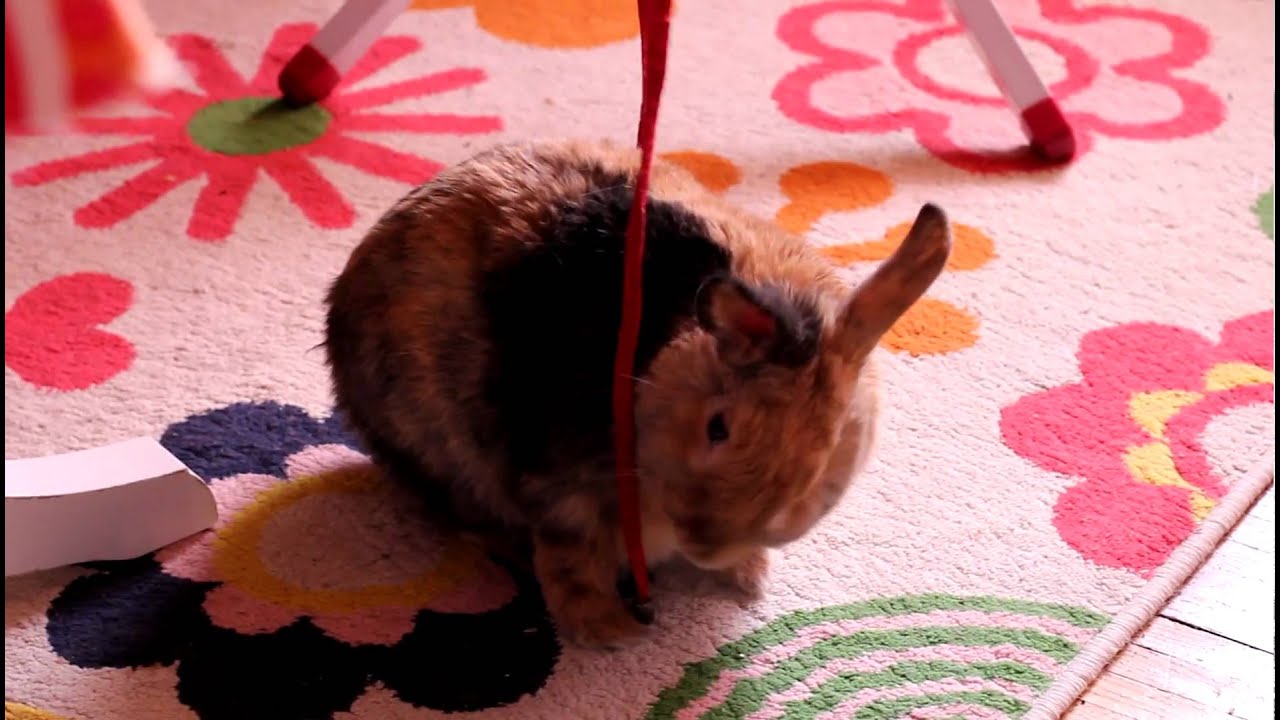 Rabbit - playful - YouTube