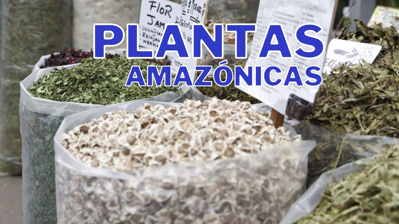 Medicinales Hierba Peru PLANTAS MEDICINALES