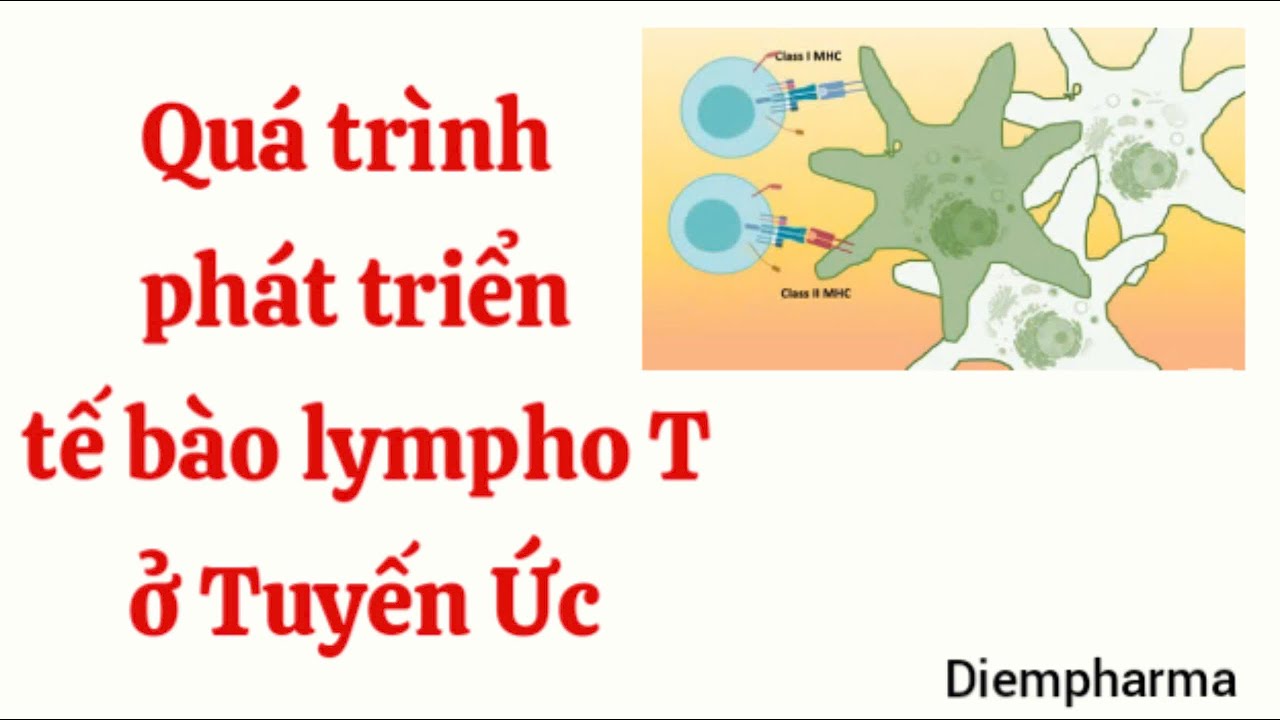 SỰ PHÁT TRIỂN CỦA TẾ BÀO LYMPHO T Ở TUYẾN ỨC - T cell development in ...