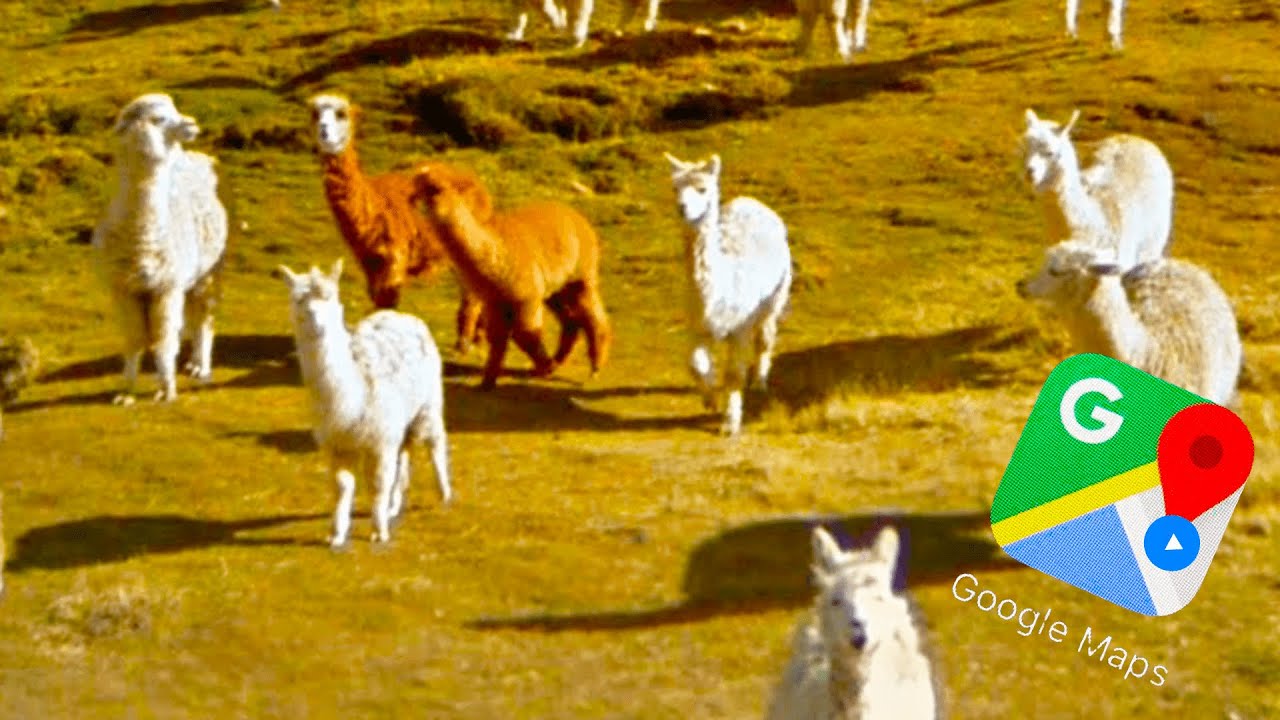 Google car driver stuck in traffic because of alpacas somewhere in Peru ...