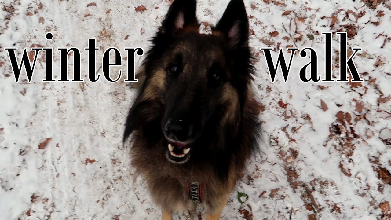 Winter Dog Walk in Snow - YouTube