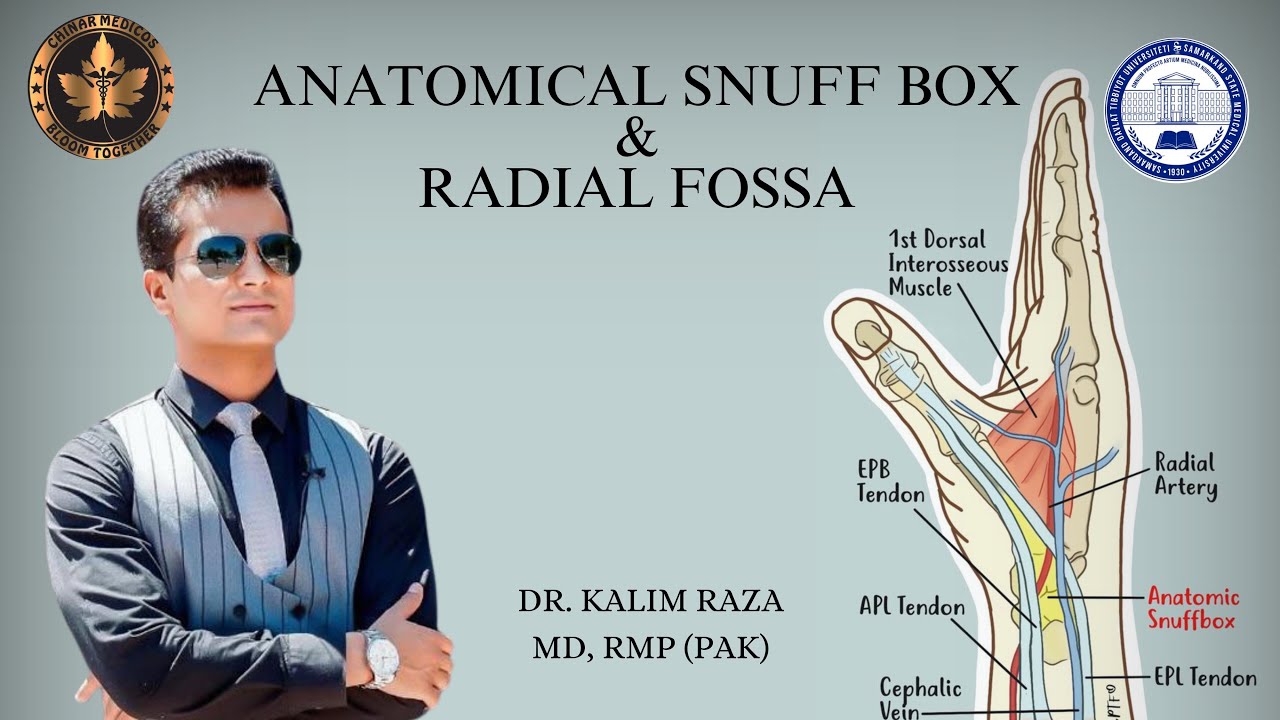 Anatomical snuffbox || radial fossa || #anatomy #snufbox #radialfossq ...
