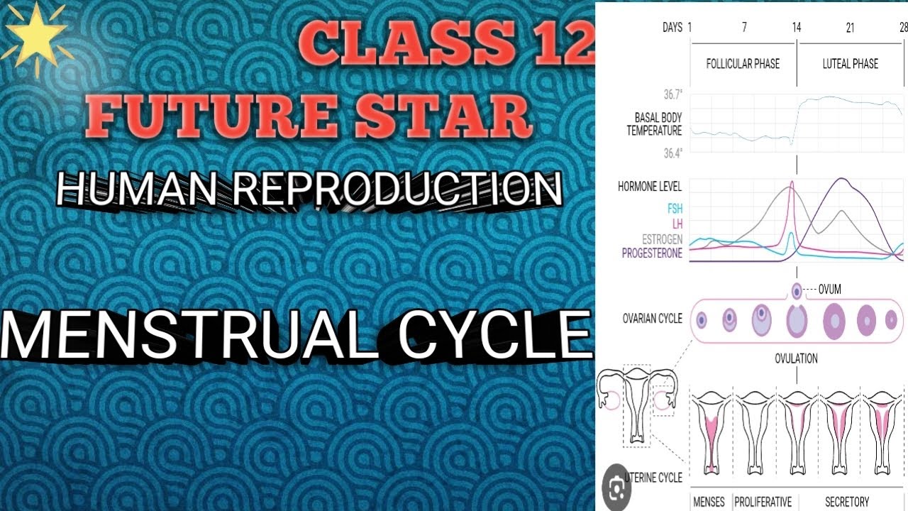class 12 chapter human reproduction|menstrual cycle|how to cause ...