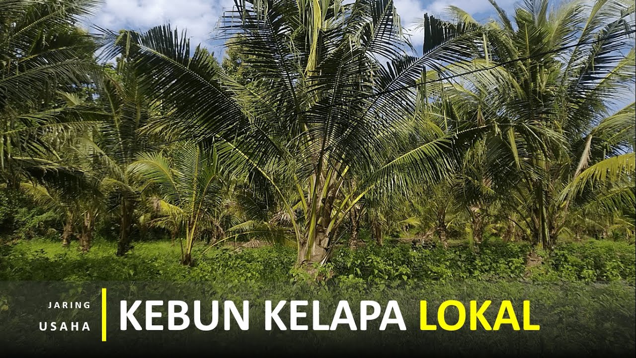 Investasi Kebun Kelapa Lokal Usia 7 Tahun Beserta Rencana Kedepannya ...
