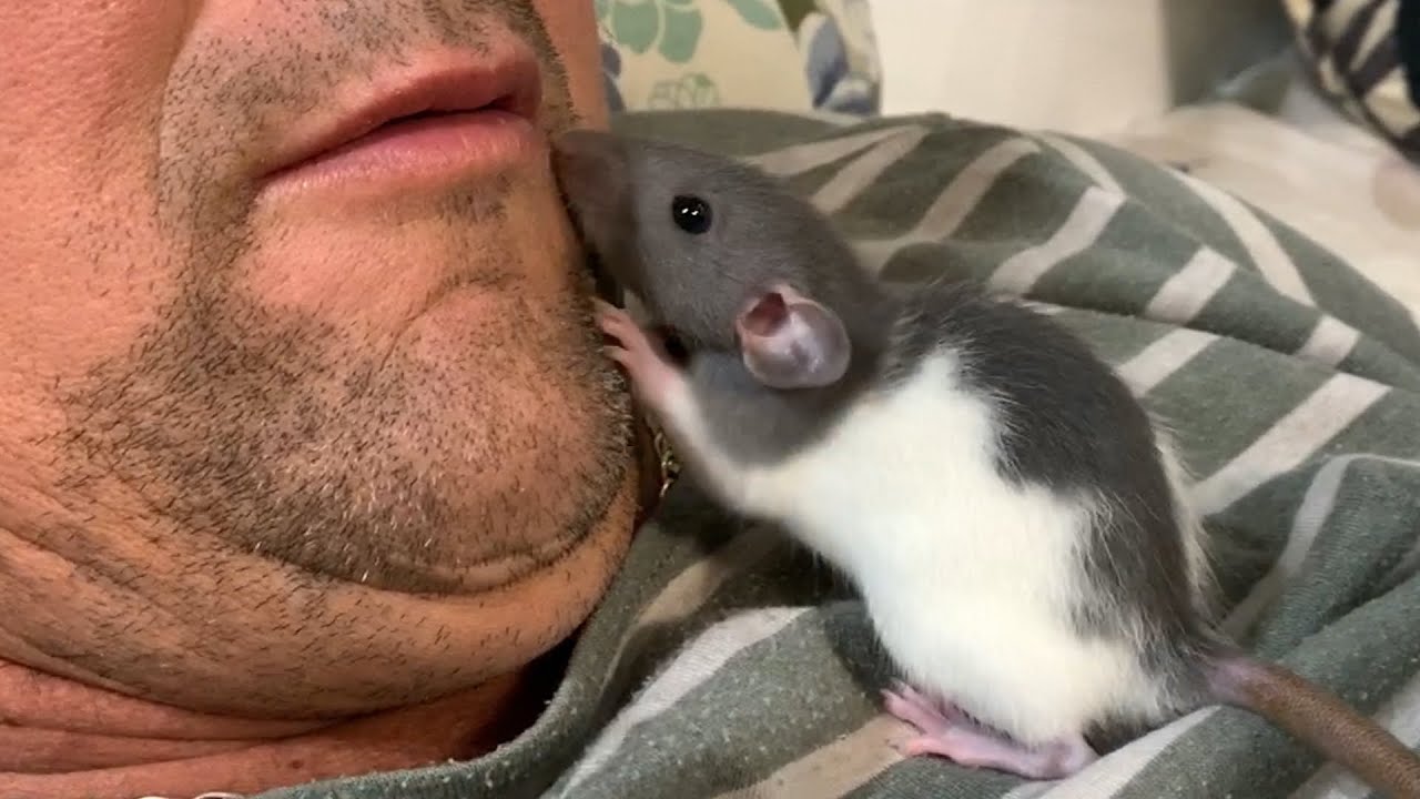 Dad meet a RAT for the first time! So cute! - YouTube