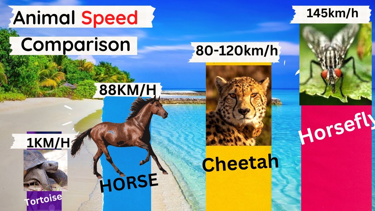 Fastest Thing in the universe | Slow to Fastest Things In The Universe ...