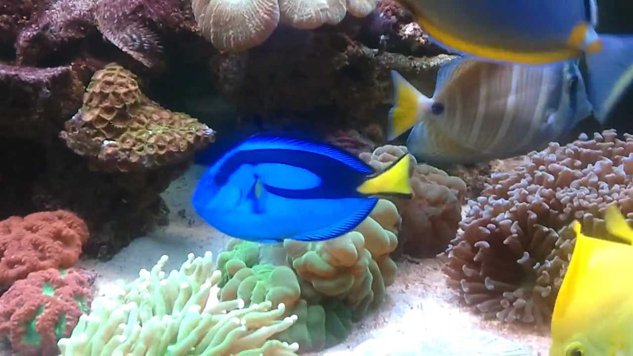 Paracanthurus Hepatus Dory