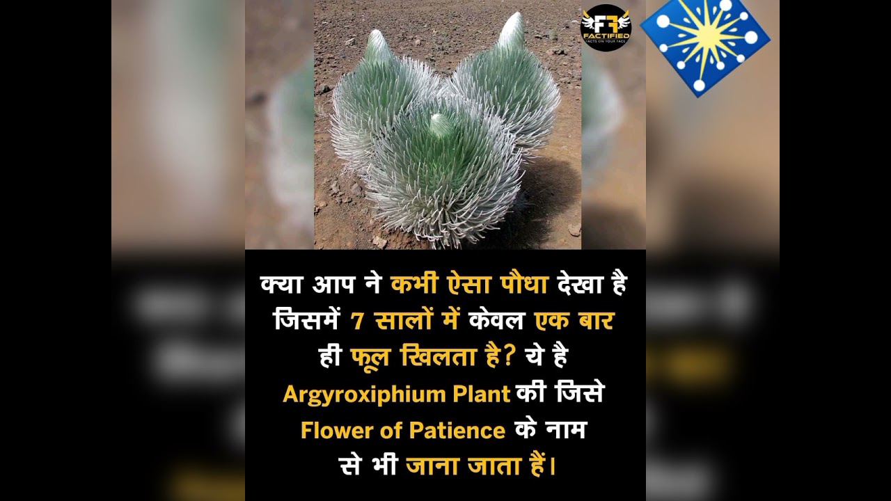 fact about# flower of patience - YouTube