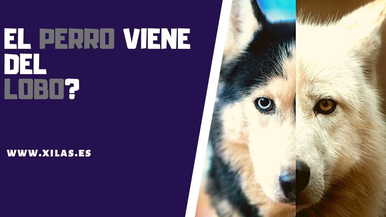 El PERRO viene del LOBO? Los perros y lobos tienen DIFERENCIAS? De ...