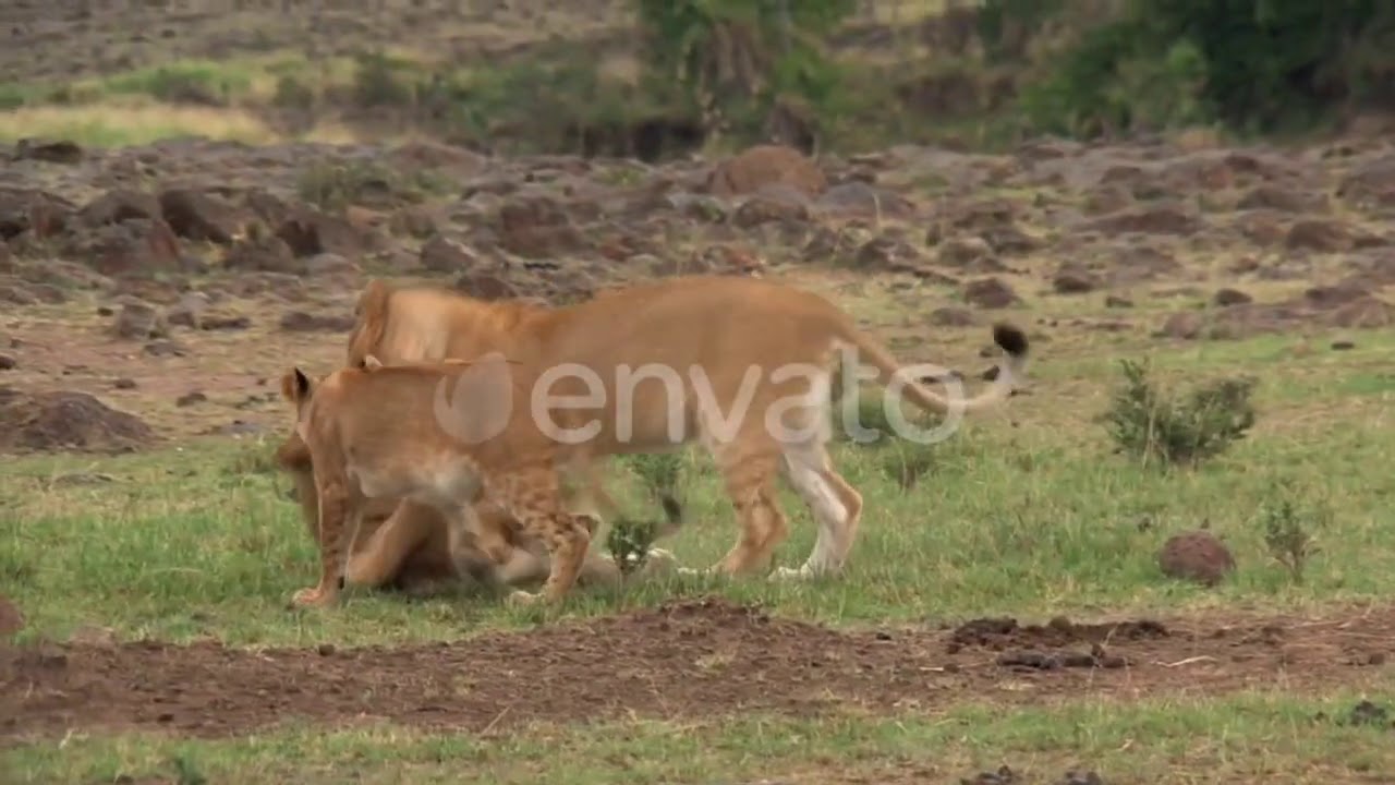 Animals enjoying nature video - YouTube