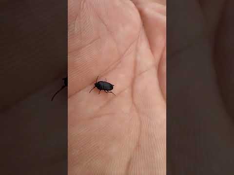 What Do Baby Stag Beetles Look Like