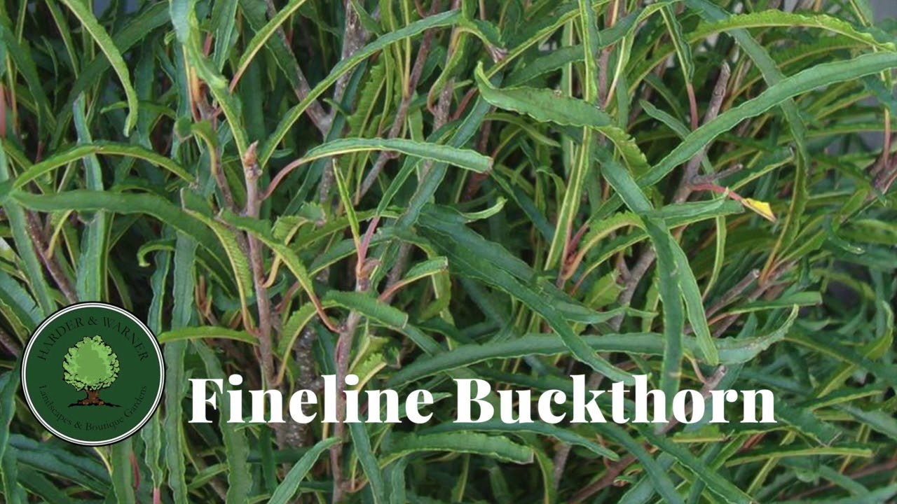 Fineline Buckthorn - YouTube
