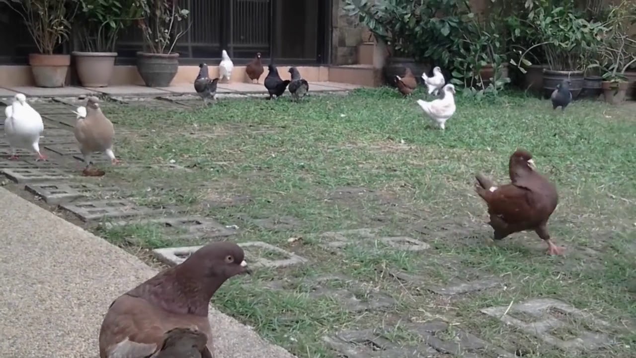 SHOWKING / KING PIGEONS || FARM by Labong Aviary - Philippines 🇵🇭 | 🕊 Pigeons - YouTube
