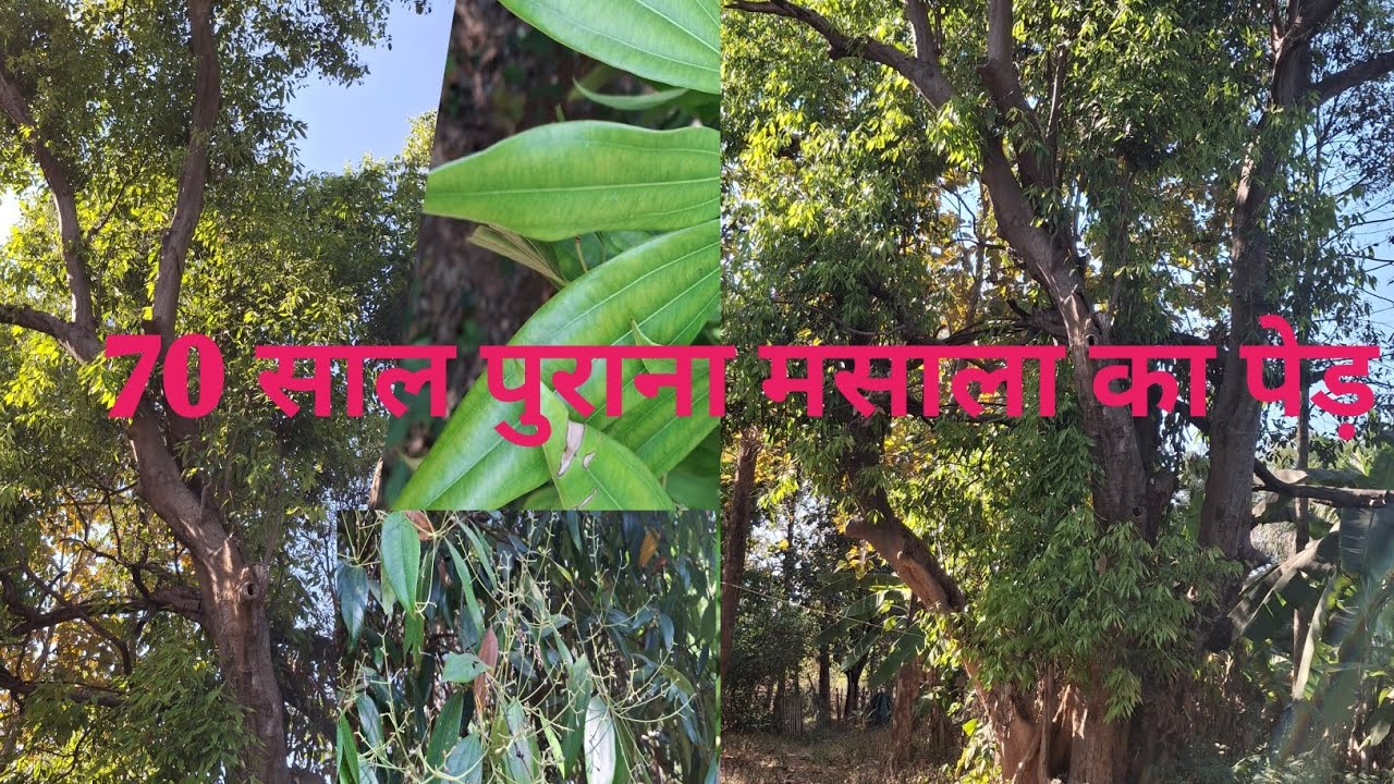 70 sal purana masala ka per || 70 yr old tree 🌳 - YouTube