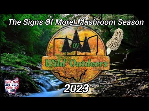 Signs Of Morel Mushroom Season - YouTube