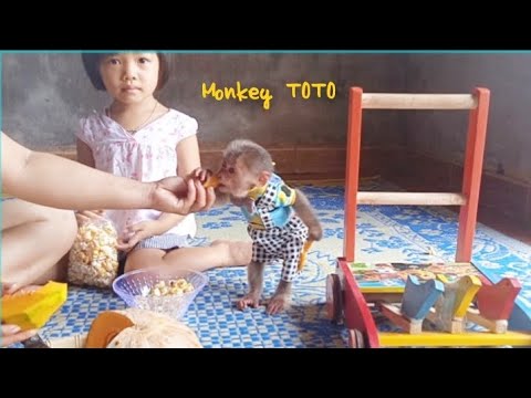 TOTO monkey is happy when his mother feeds him pumpkin # monkey video ...