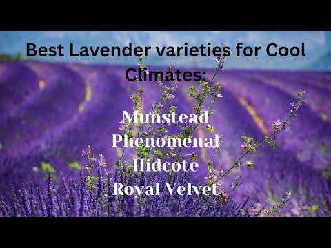 What Is The Native Climate Of Lavender