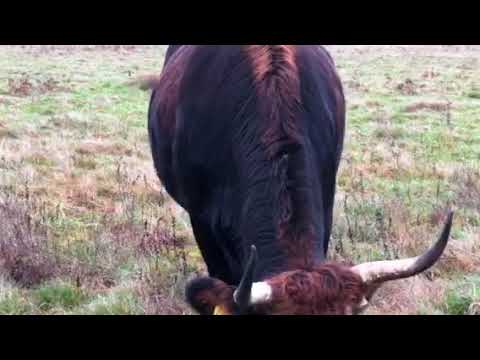 De TAUROS in De Maashorst Uden - YouTube