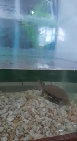 Allah ke Shaan he ye turtle - YouTube