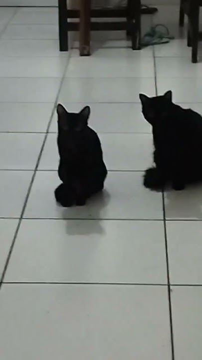 as gatinhas do meu priminho - YouTube