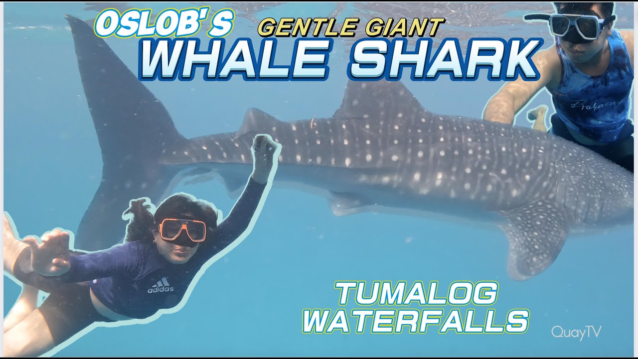 Whale shark watching in OSLOB x TUMALOG waterfalls x MAGELLAN'S cross ...