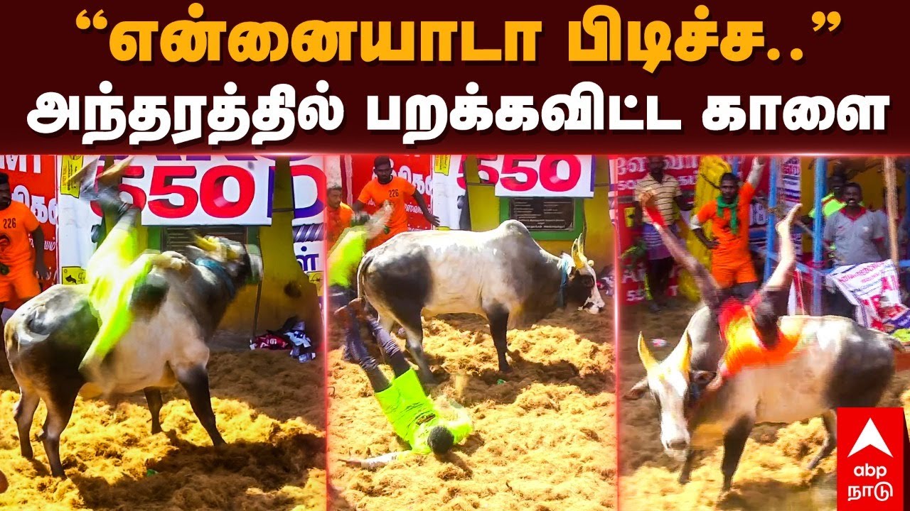 Alanganallur Jallikattu 2023 Highlights | ”என்னையாடா பிடிச்ச ...