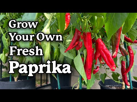 🌶️ Grow Your Own Paprika! A Simple Growing Guide from Seed to Spice!🌶️