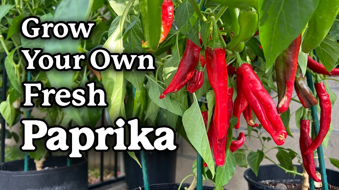 🌶️ Grow Your Own Paprika! A Simple Growing Guide from Seed to Spice!🌶️ ...