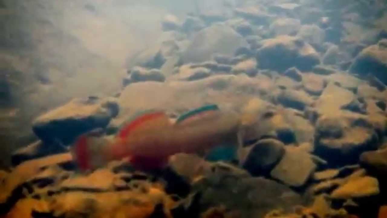 Redfin Darter - Arkansas - YouTube