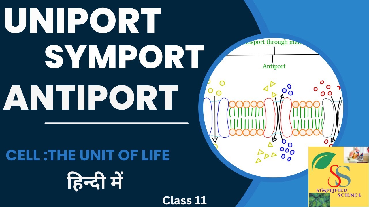 Uniport,Symport and Antiport//Transport through membranes,class 11,in ...