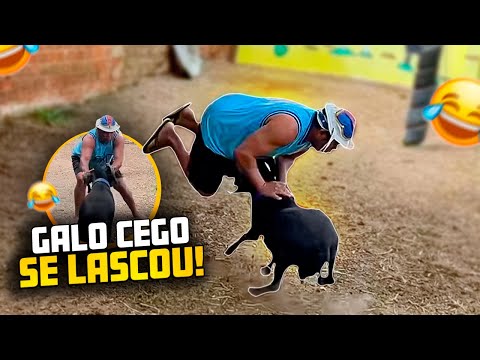 GALO CEGO FOI DERRUBADO PELO CARNEIRO CHICO 🤣🤣 | RESENHAS DO GALO CEGO