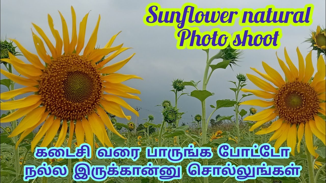 How is it Sunflower natural real photo shoot. - YouTube