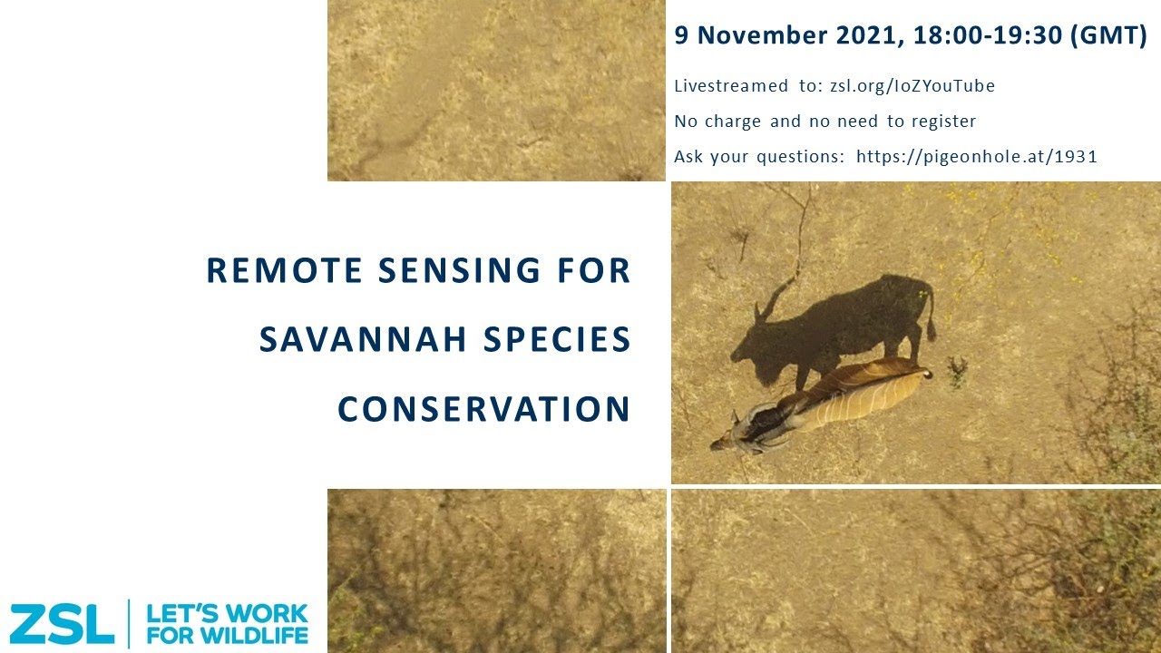 Remote sensing for savannah species conservation - YouTube