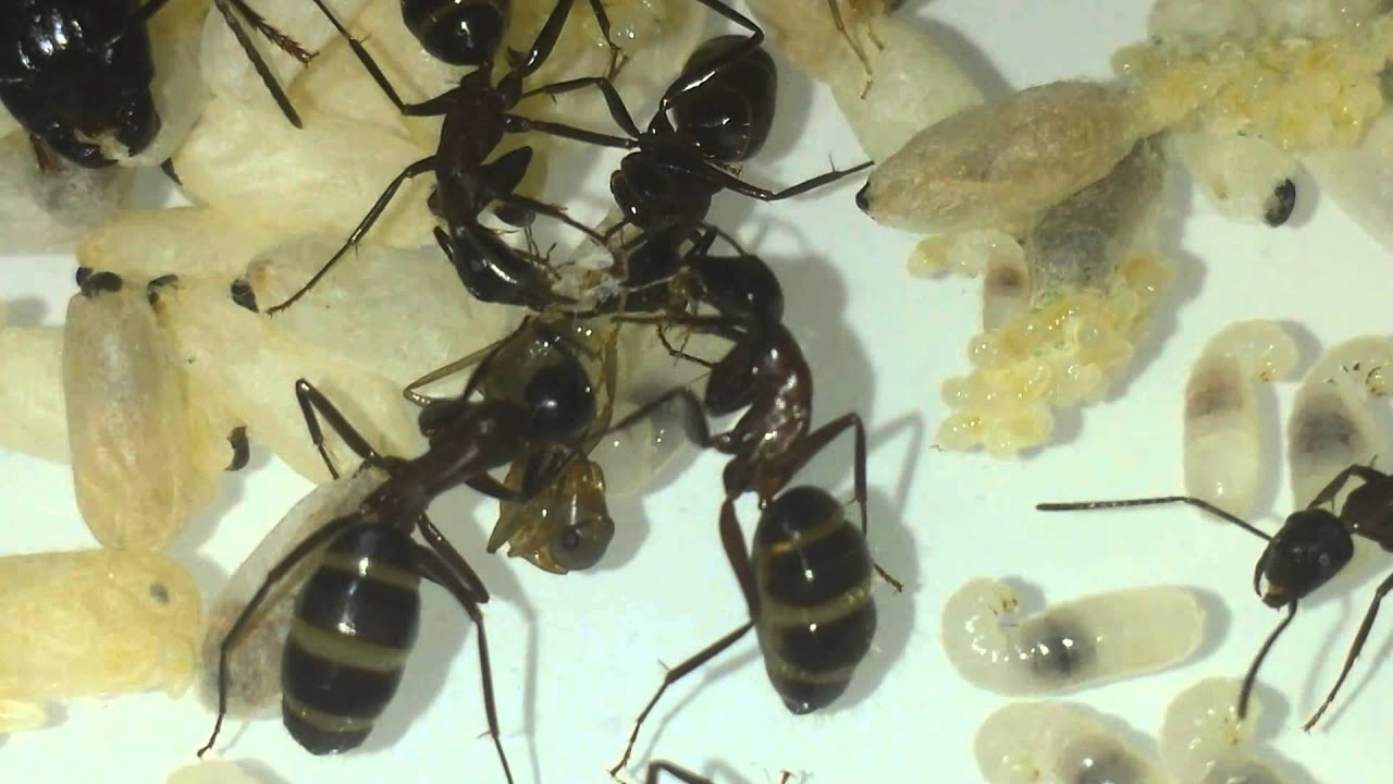 First moves of a new born ant worker - YouTube