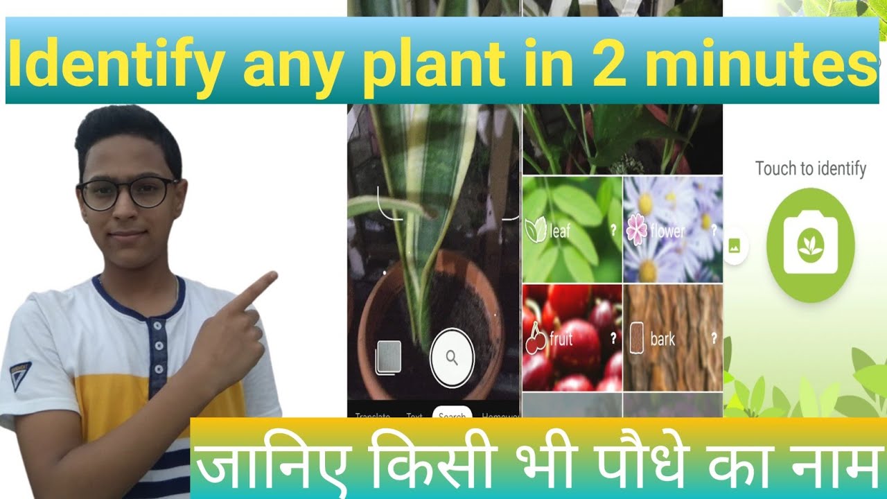 How to identify any plants with Google lens,plant identify app || किसी ...