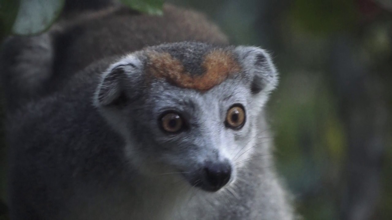 Lemurs and Fruit Bats at the Palmarium, in Madagascar - YouTube