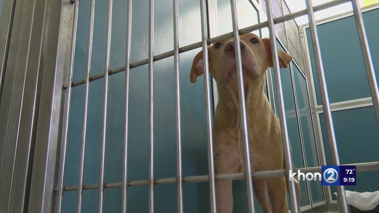 Couch crashing helps Hawaiian Humane’s overcrowded shelters - YouTube
