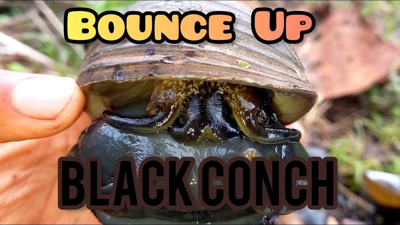 Bounce Up: Black Conch (Pomacea urceus) #pomacea # ...