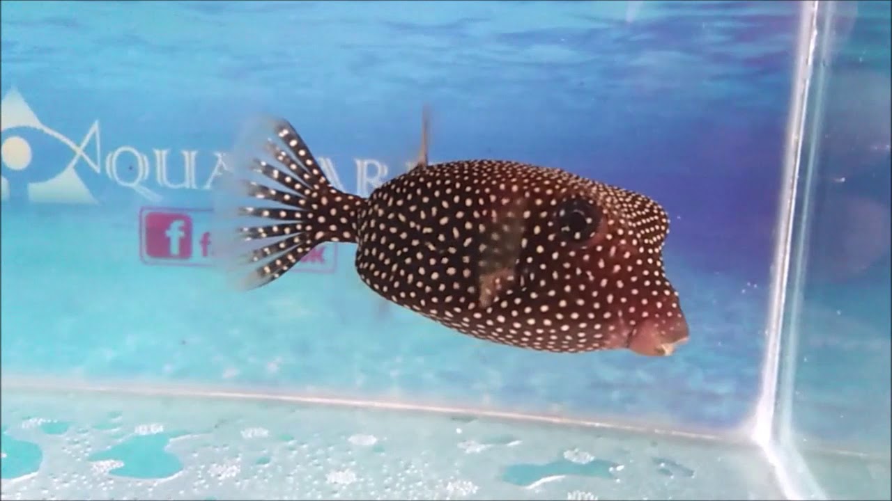 White Spotted Boxfish (Ostracion lentiginosus) - YouTube