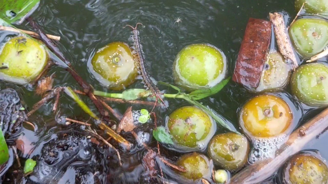 Centipede swim in the water🌻🌻 - YouTube