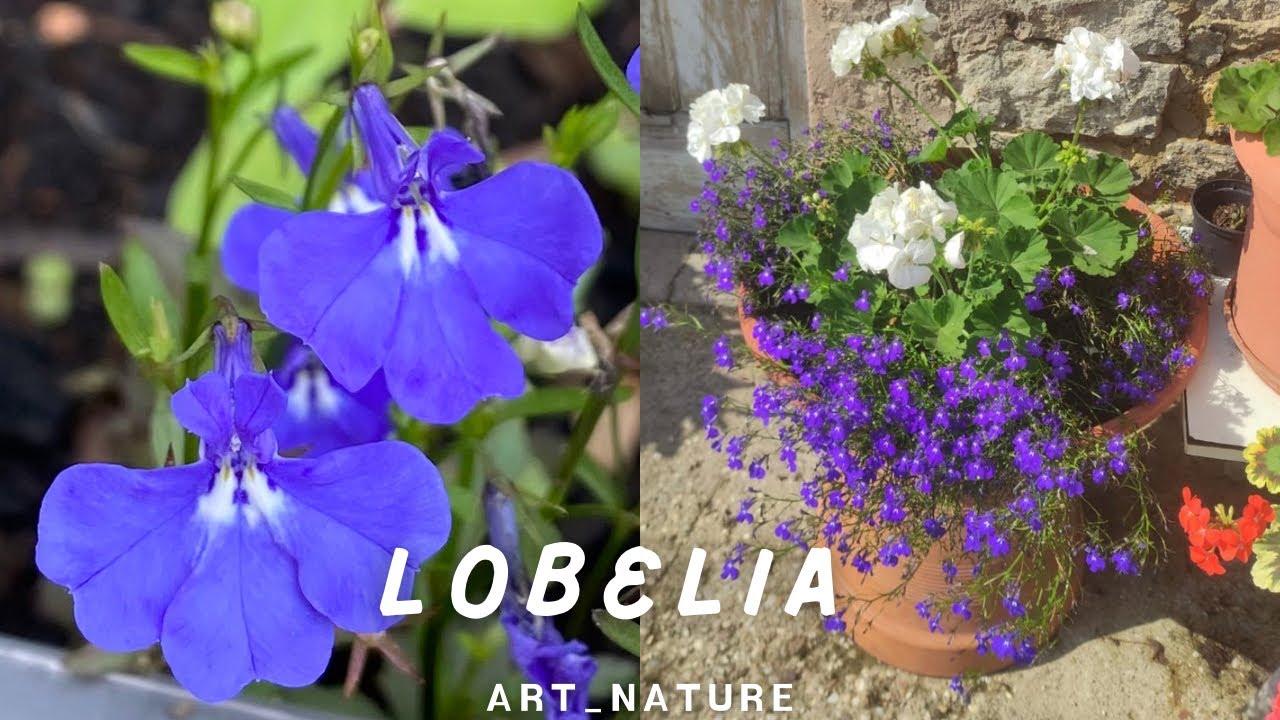 Lobelia planta CUIDADOS (facil) - YouTube