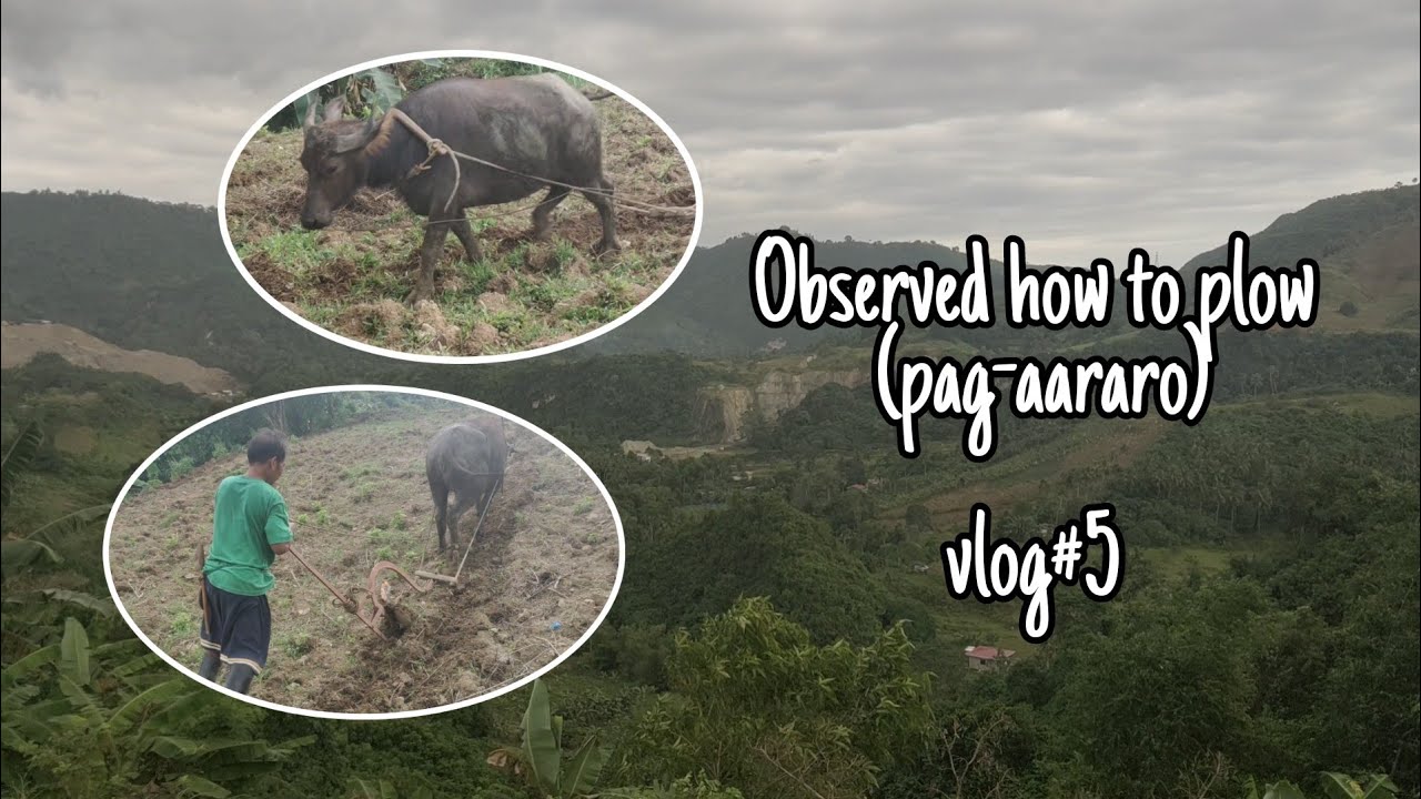 Vlog #5- Observed how to plow(pag-aararo) - YouTube