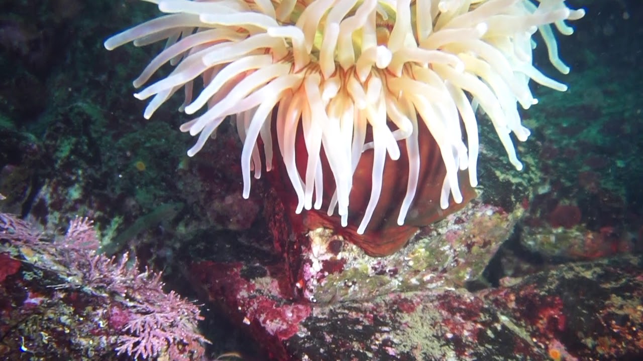 Diving in Monterey Ca November 2019 - YouTube