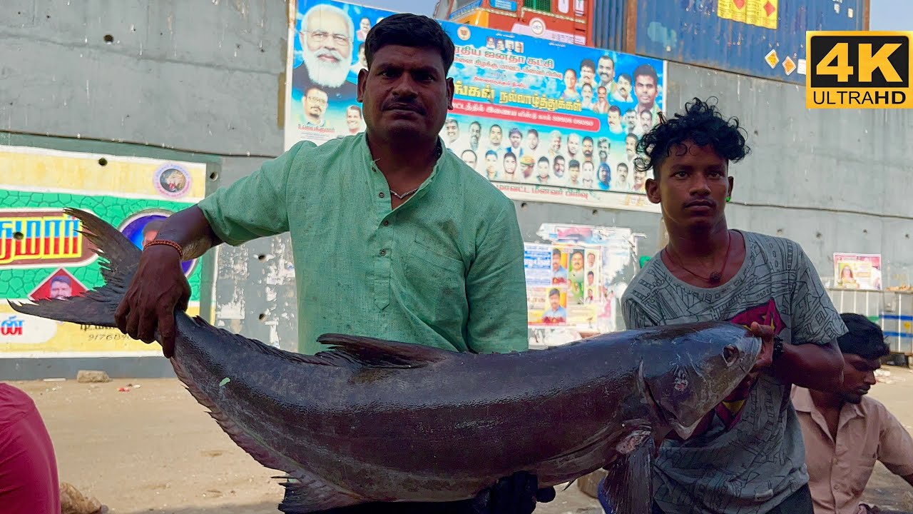 Kadora fish cutting video/Fishcuttingrs #fishcuttingrs #kasimedu #fish ...