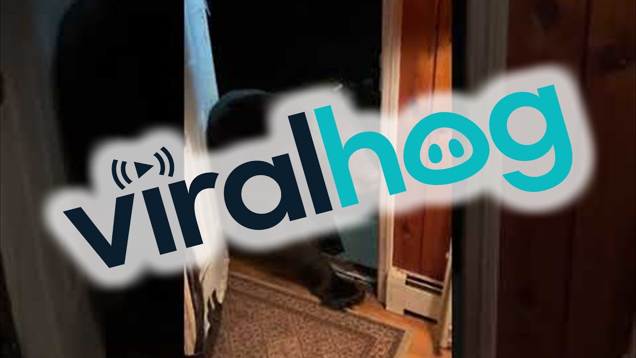 Mr. Doorman Scratches Before Closing Door || ViralHog - YouTube