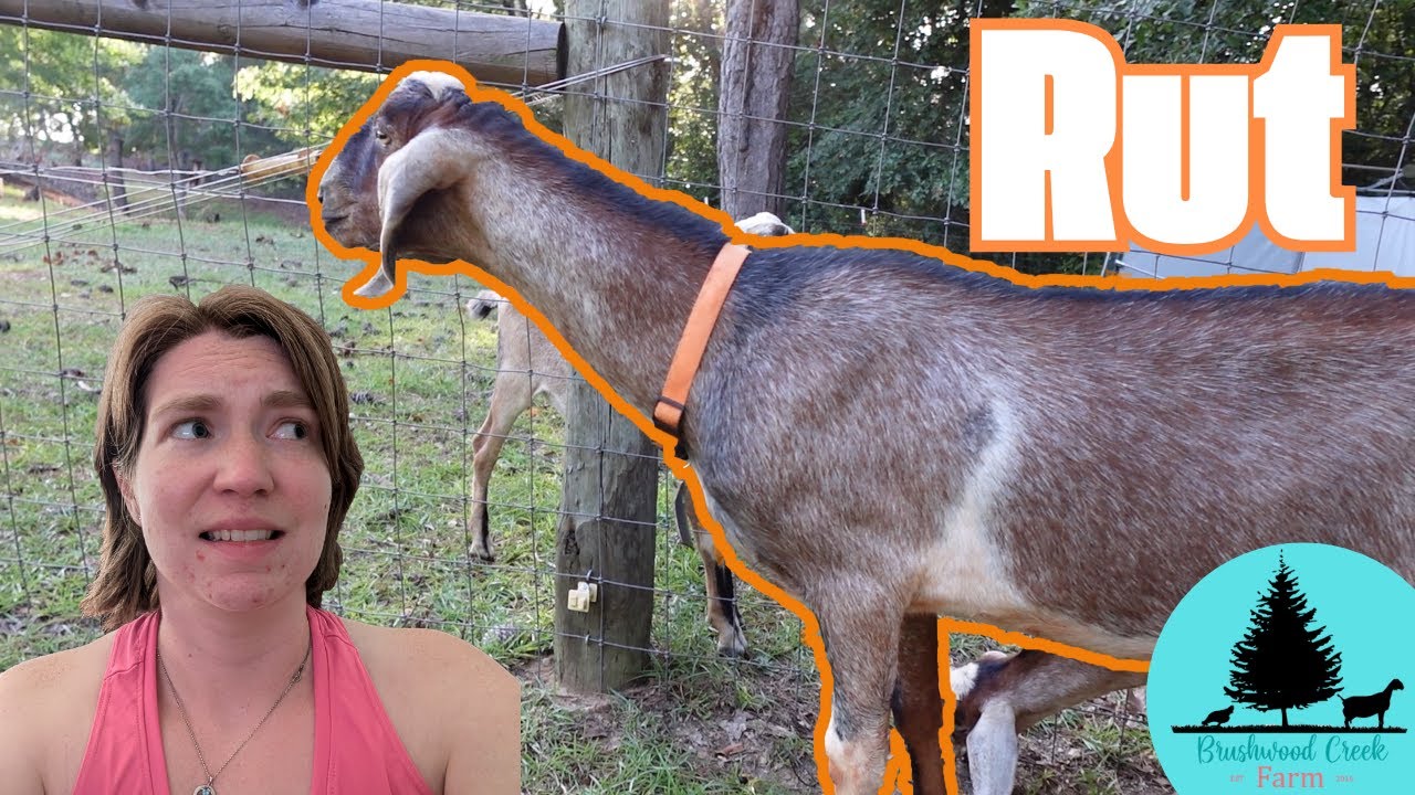 The Boys Are Going Into RUT Already! - YouTube