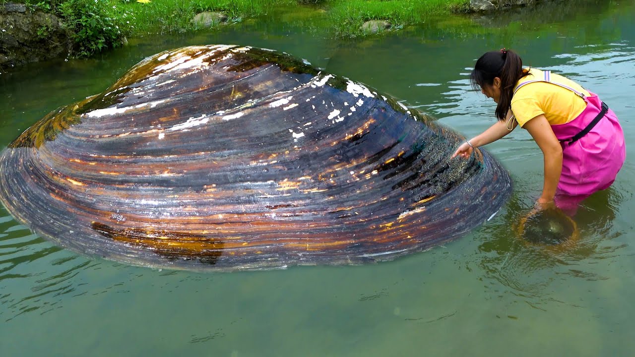 Have you ever seen such a large wild pearl clam? Pearls are even more beautiful - YouTube